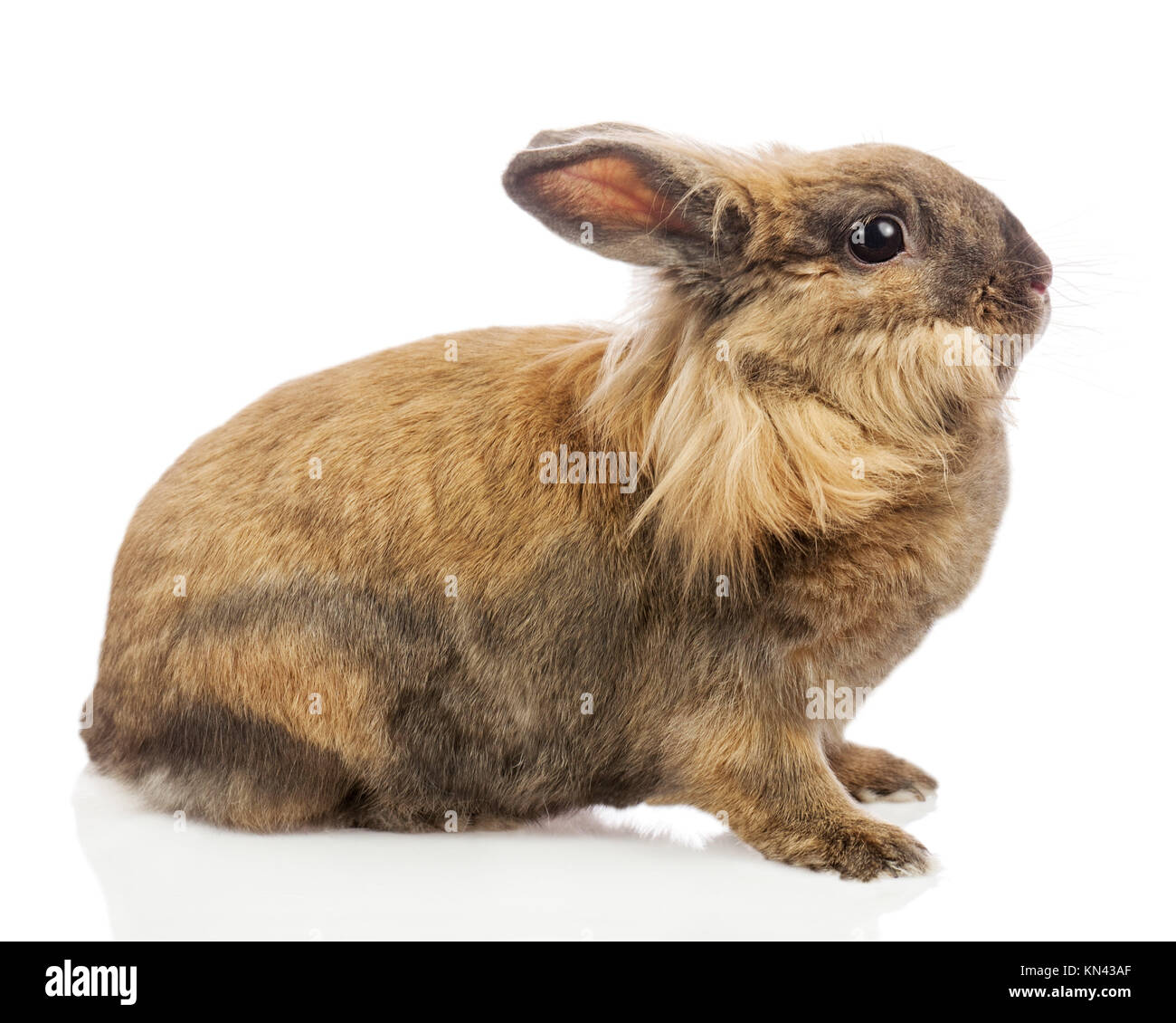 Lion head rabbit hi-res stock photography and images - Alamy