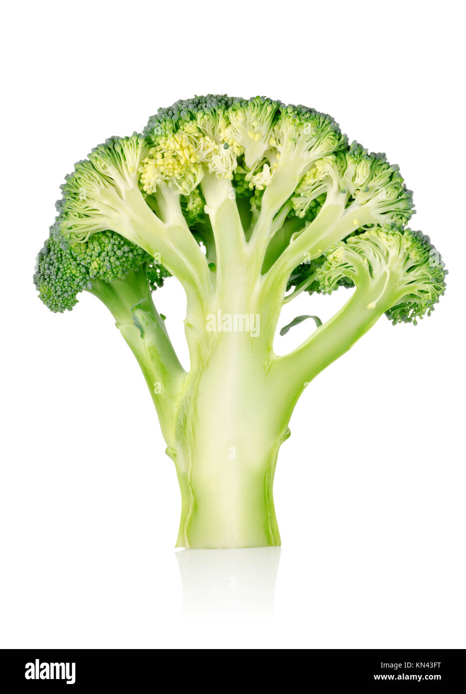 Broccoli cut out on white Cut Out Stock Images & Pictures - Alamy