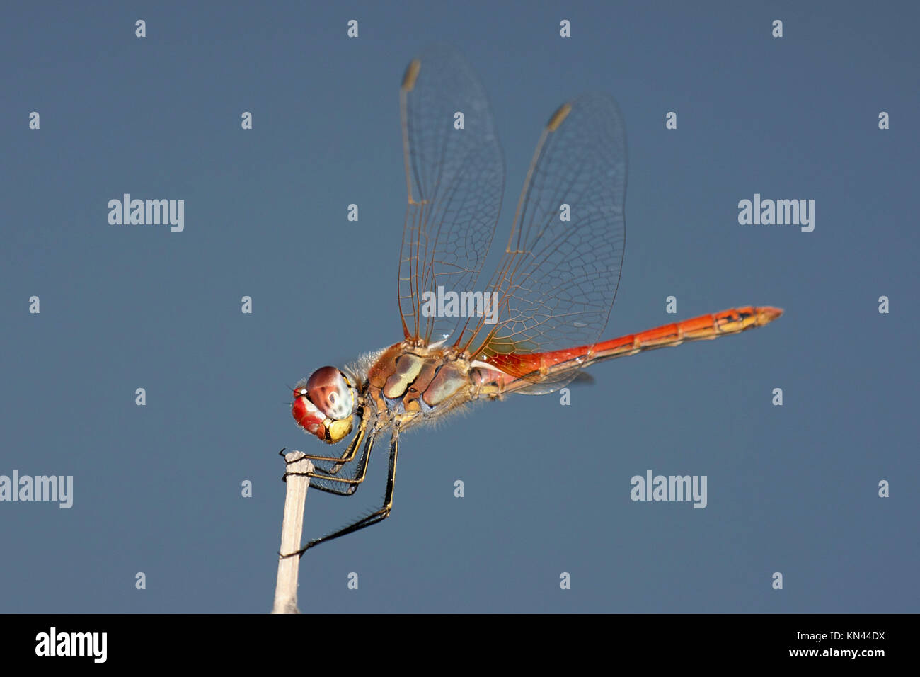Spanish dragonfly hi-res stock photography and images - Alamy