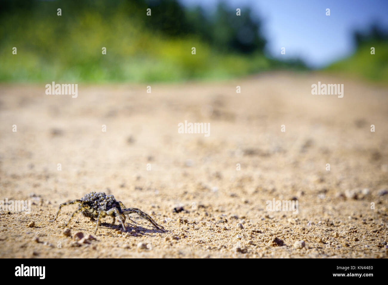 Environment crossing hi-res stock photography and images - Alamy