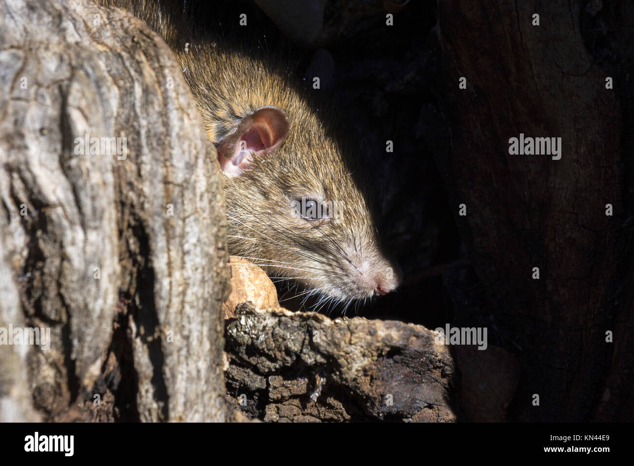 Rat disease hi-res stock photography and images - Alamy