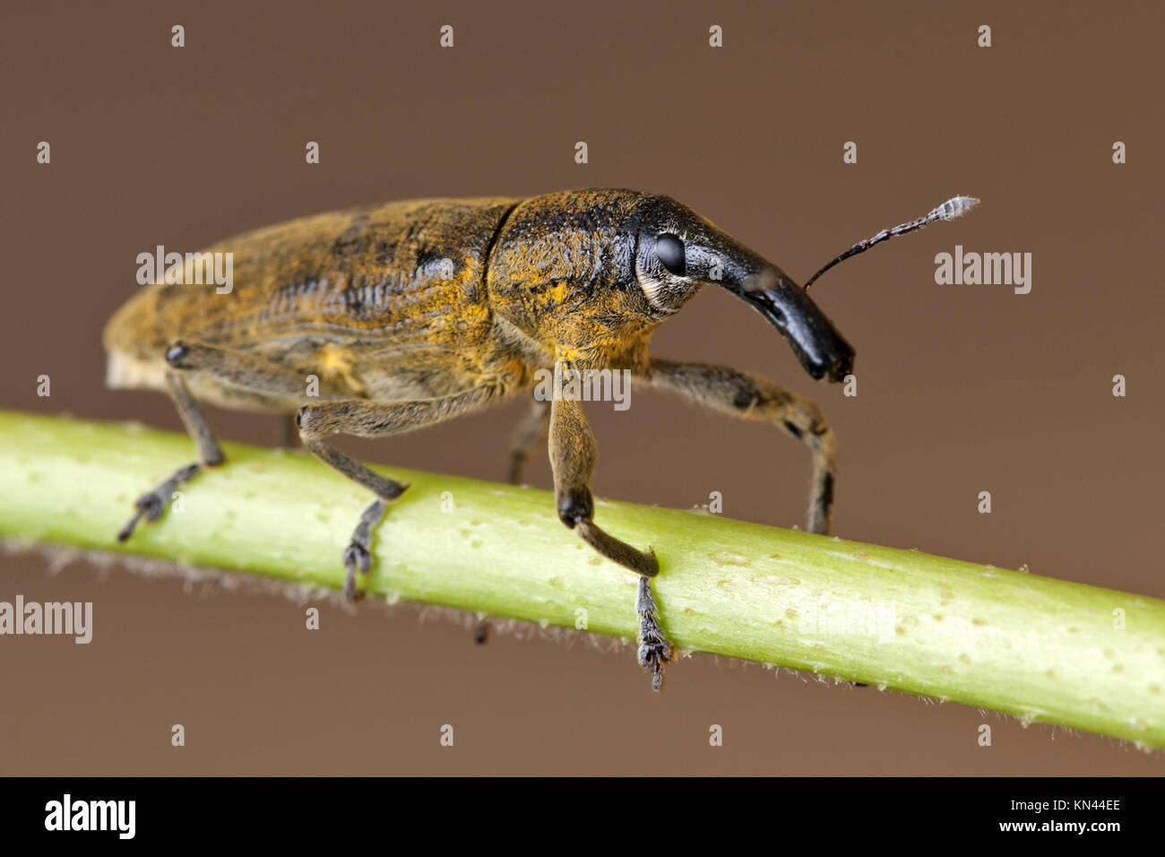 Species weevil hi-res stock photography and images - Alamy