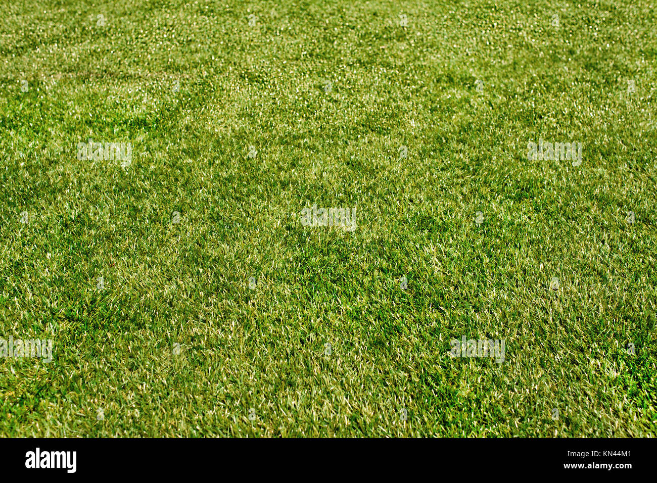 Field green grass background. Selective focus Stock Photo - Alamy