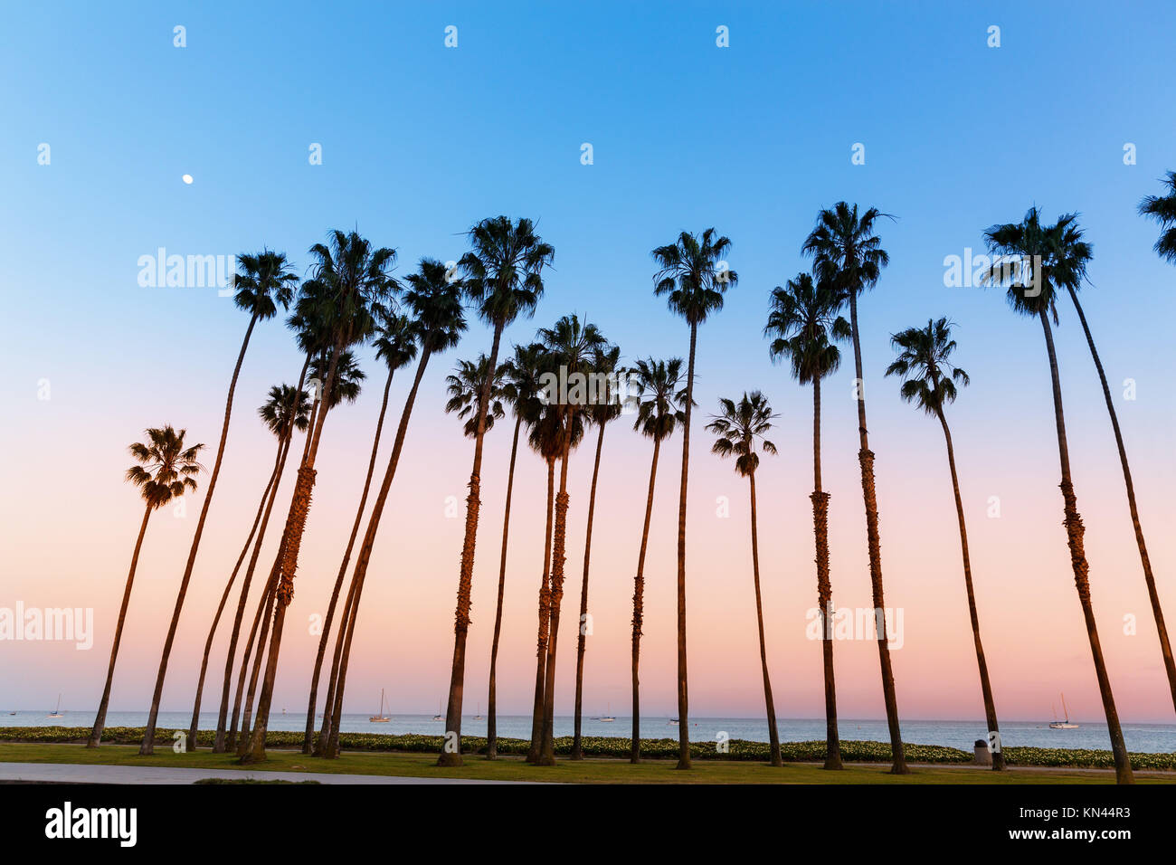 California sunset Palm tree rows in Santa Barbara US Stock Photo - Alamy