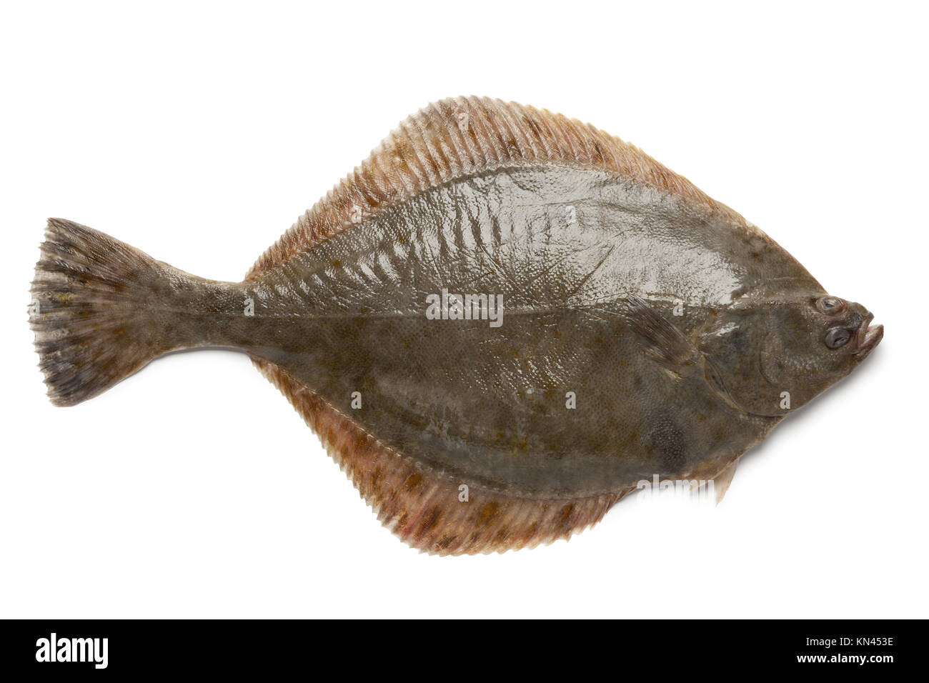 Flatfish or flounder Cut Out Stock Images & Pictures - Alamy