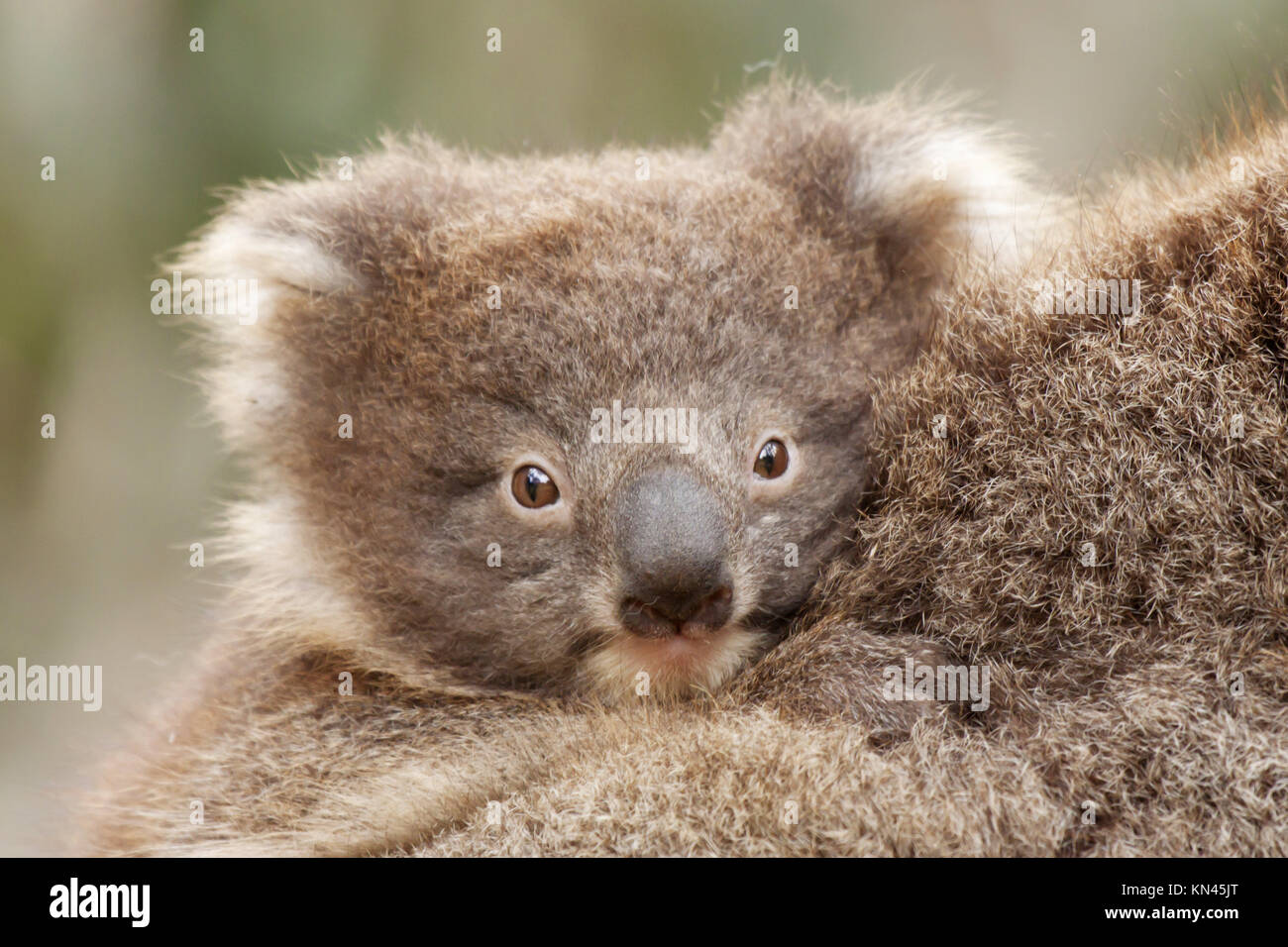 Baby cub koala hi-res stock photography and images - Alamy