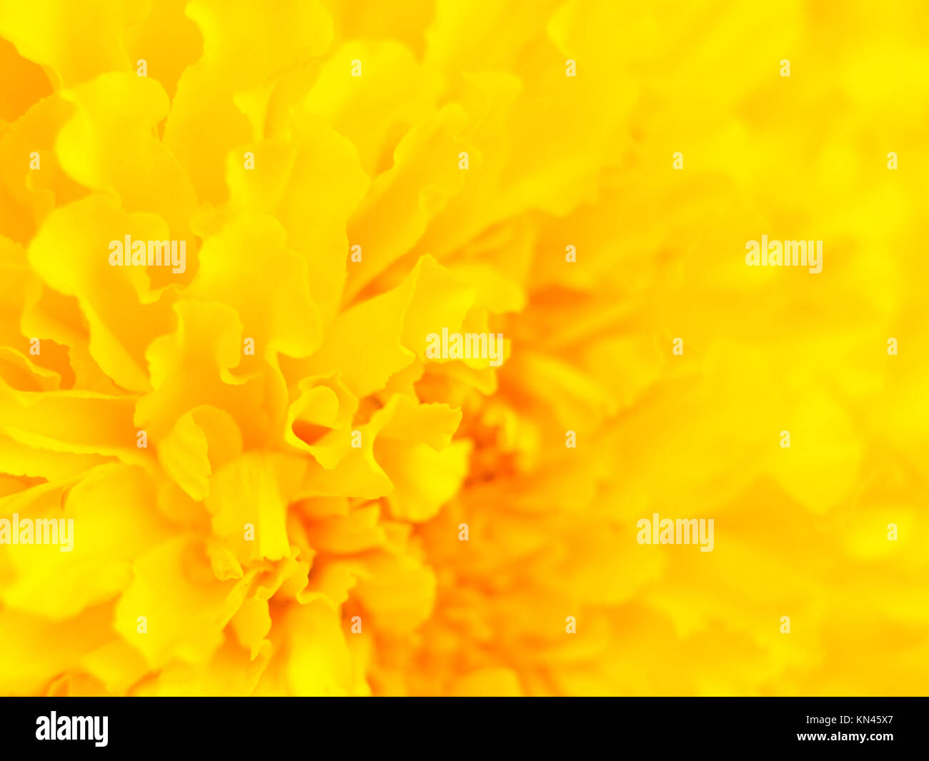 Closeup marigold flower for use as background Stock Photo - Alamy