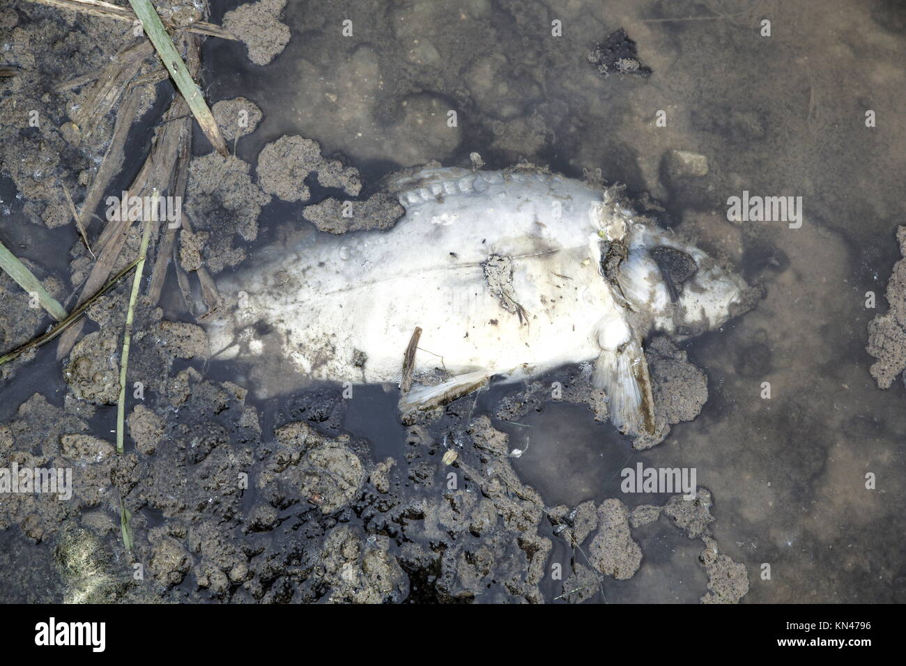 A dead fish in a polluted lake Stock Photo - Alamy