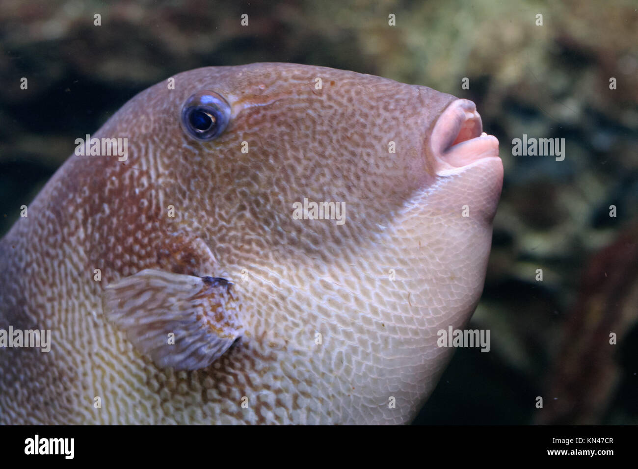 Trigger fish in blue water hi-res stock photography and images - Alamy