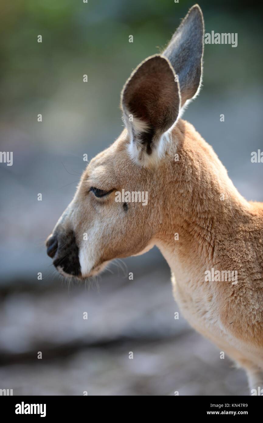 Big red kangaroo hi-res stock photography and images - Alamy