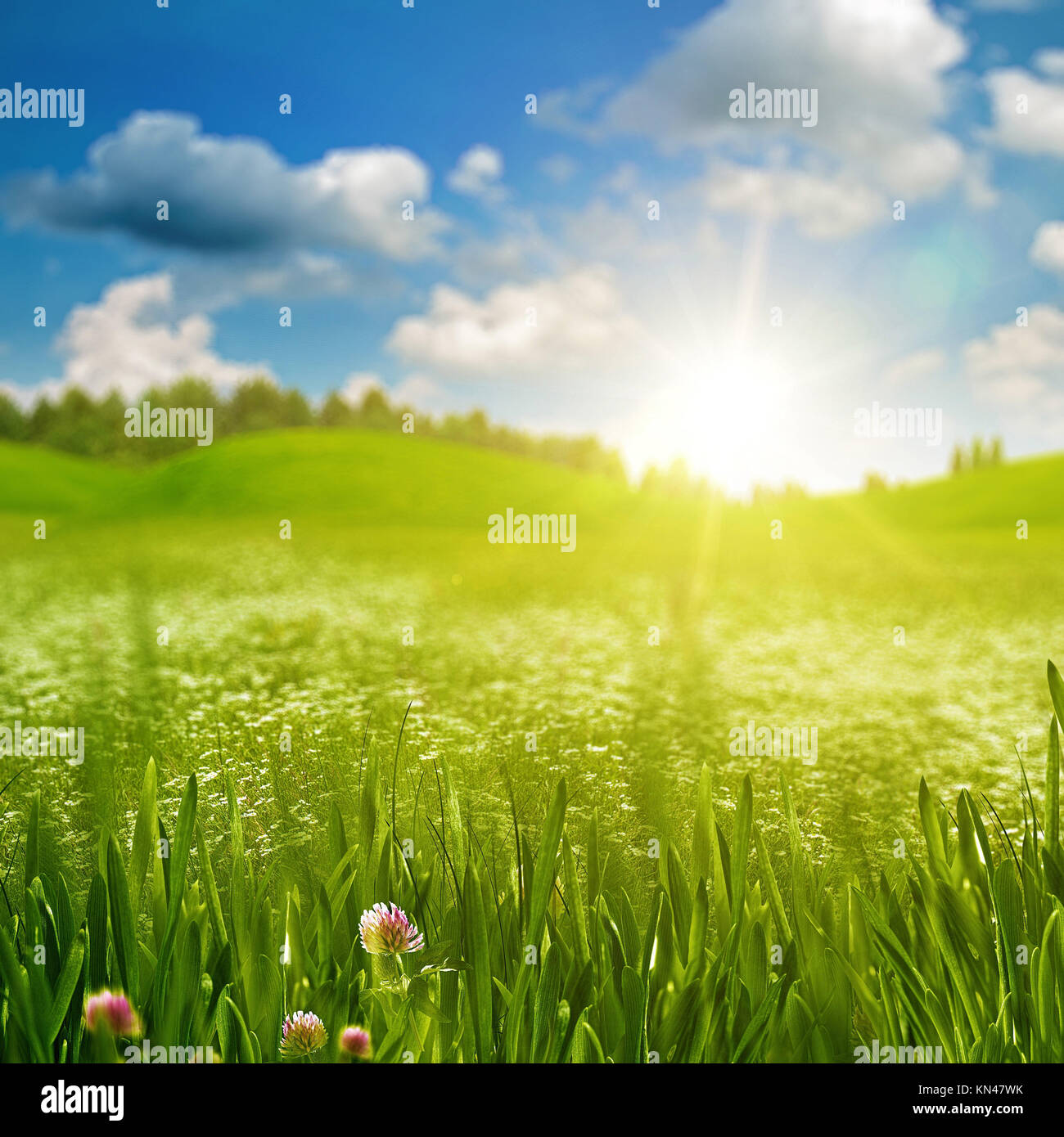 Field green grass summer sun forest hi-res stock photography and images ...