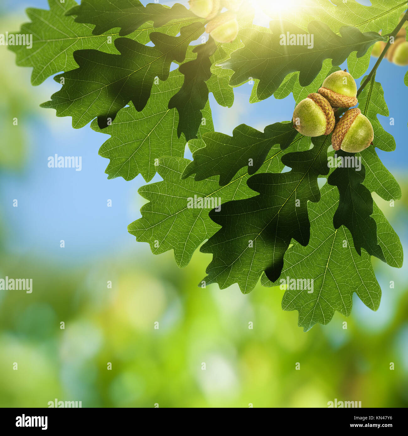 Acorn frame hi-res stock photography and images - Alamy