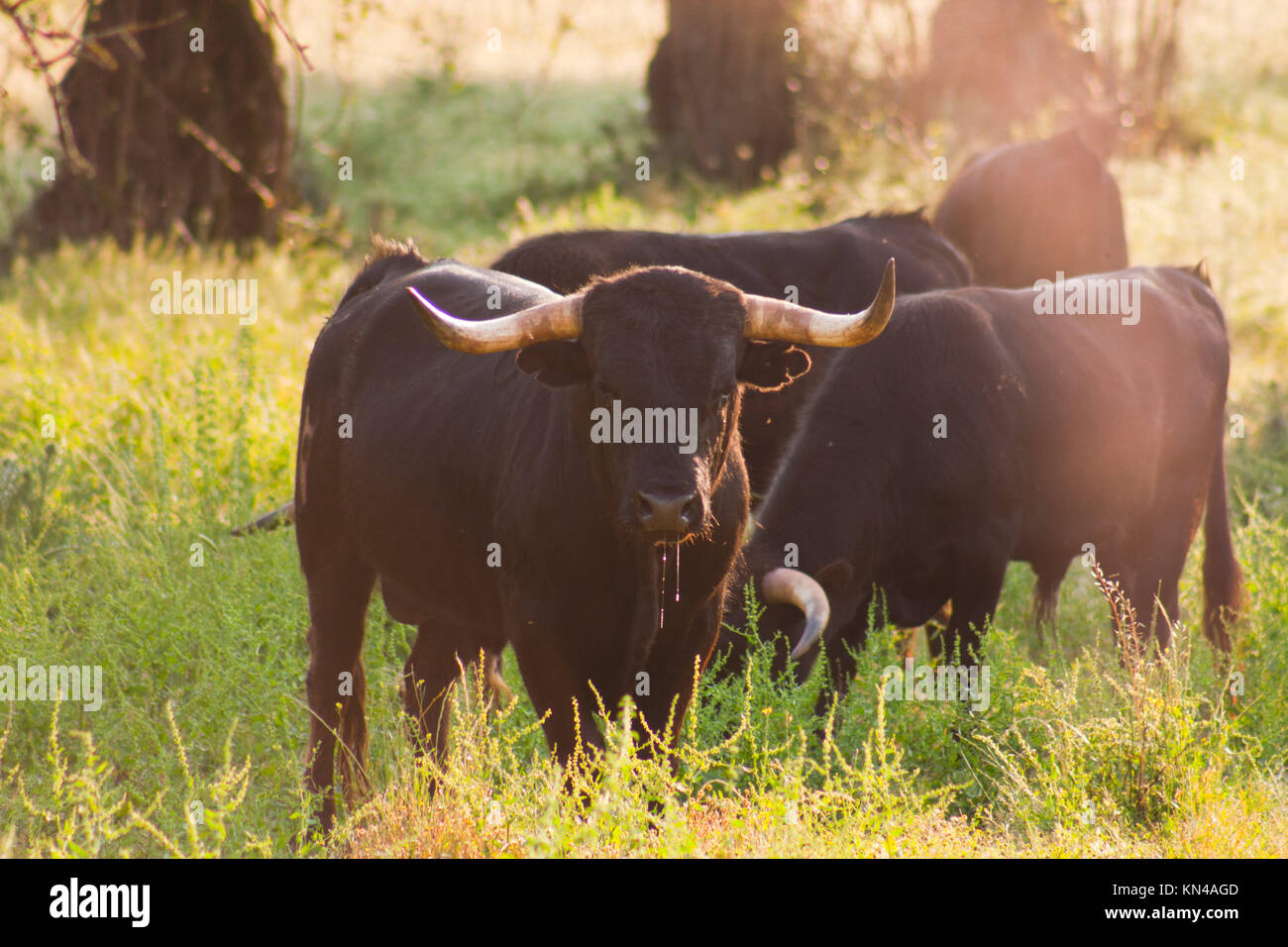 Spanish Fighting Bulls High Resolution Stock Photography and Images - Alamy