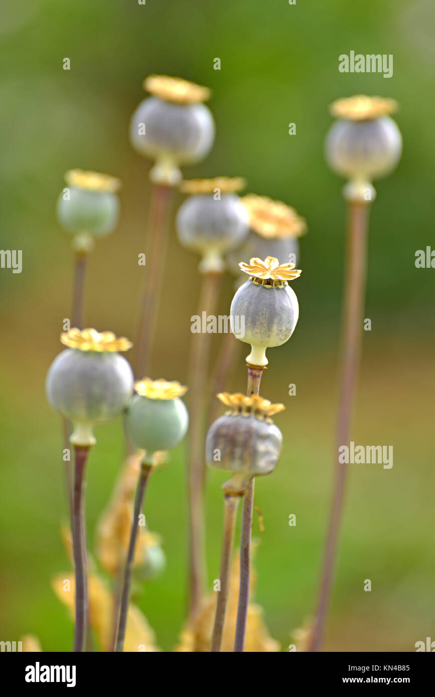 Poppy bulb hi-res stock photography and images - Alamy