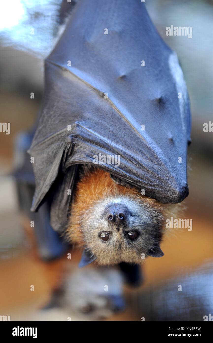 A close up Shot of an Australian Flying Fox Stock Photo - Alamy