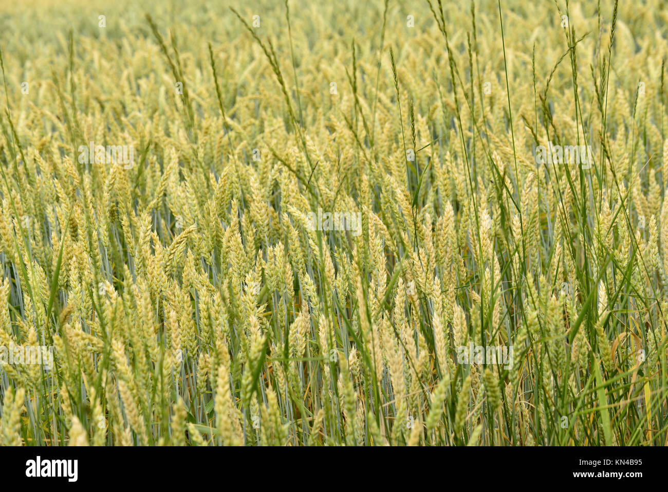 Spelt corn hi-res stock photography and images - Alamy