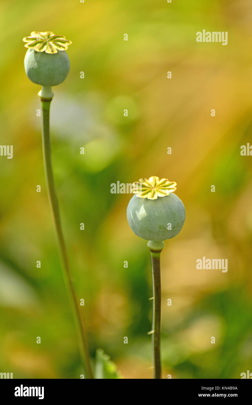 Poppy bulb hi-res stock photography and images - Alamy