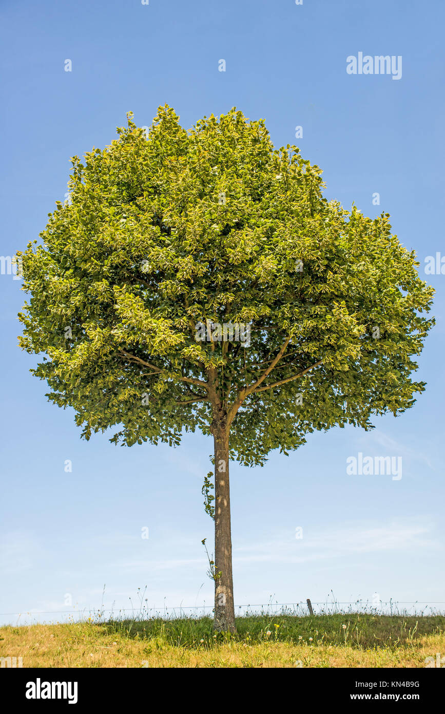 Lime tree flower hi-res stock photography and images - Alamy