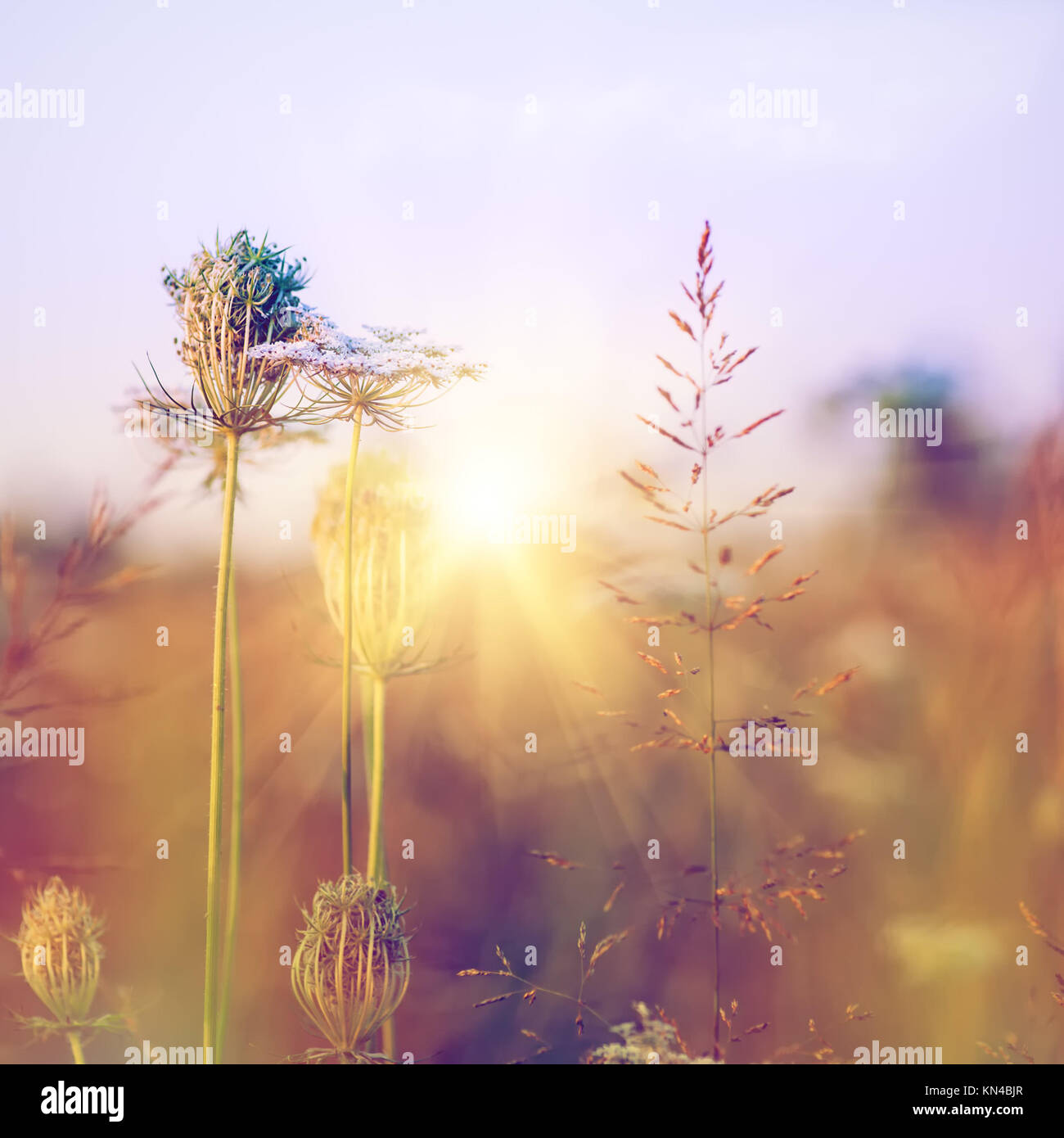 Beauty of environment hi-res stock photography and images - Alamy