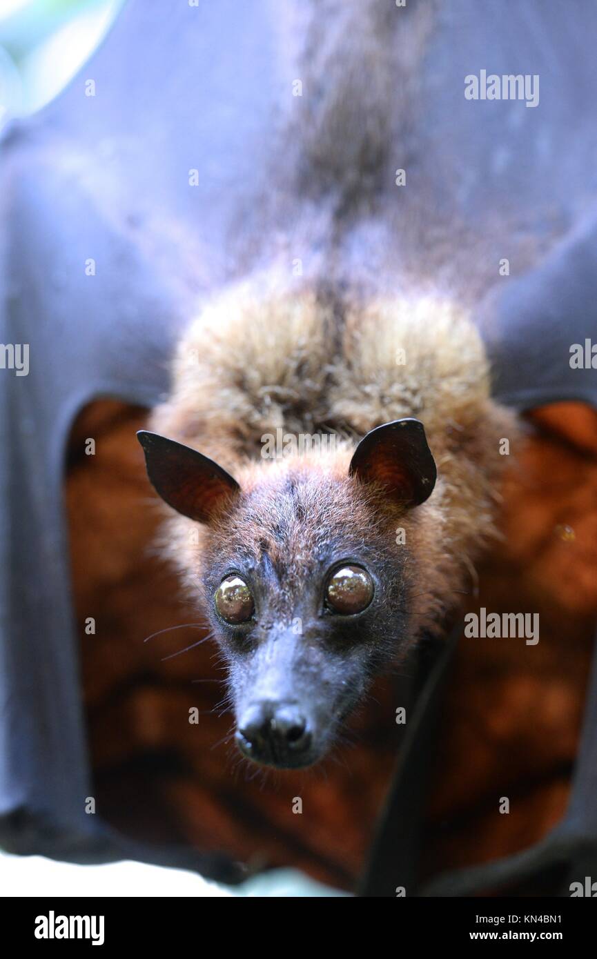 A close up Shot of an Australian Flying Fox Stock Photo - Alamy