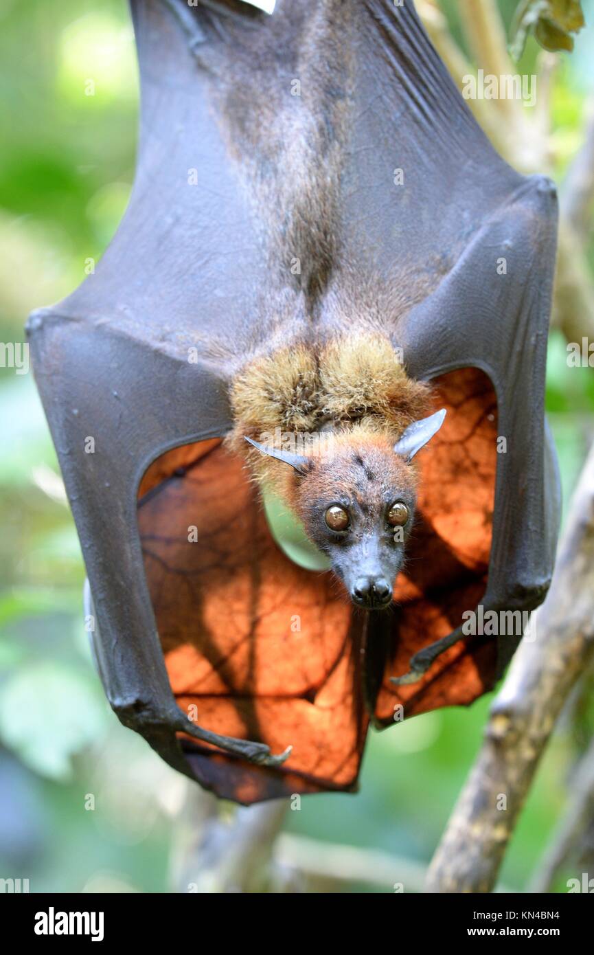 Australian bat hi-res stock photography and images - Alamy