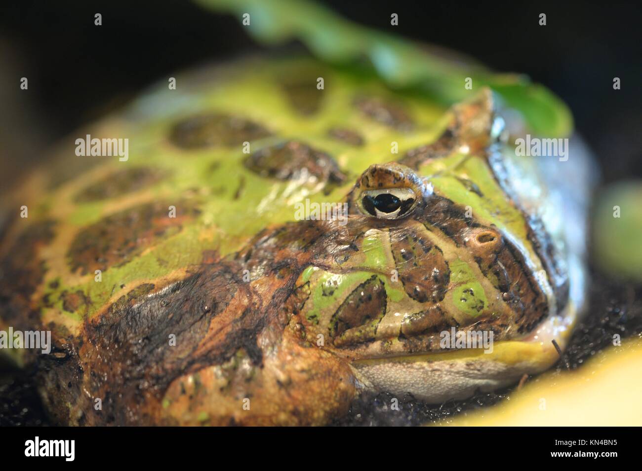 Giant bullfrog hi-res stock photography and images - Alamy