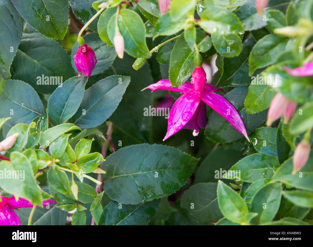 Fuchsia in nature High Resolution Stock Photography and Images - Alamy