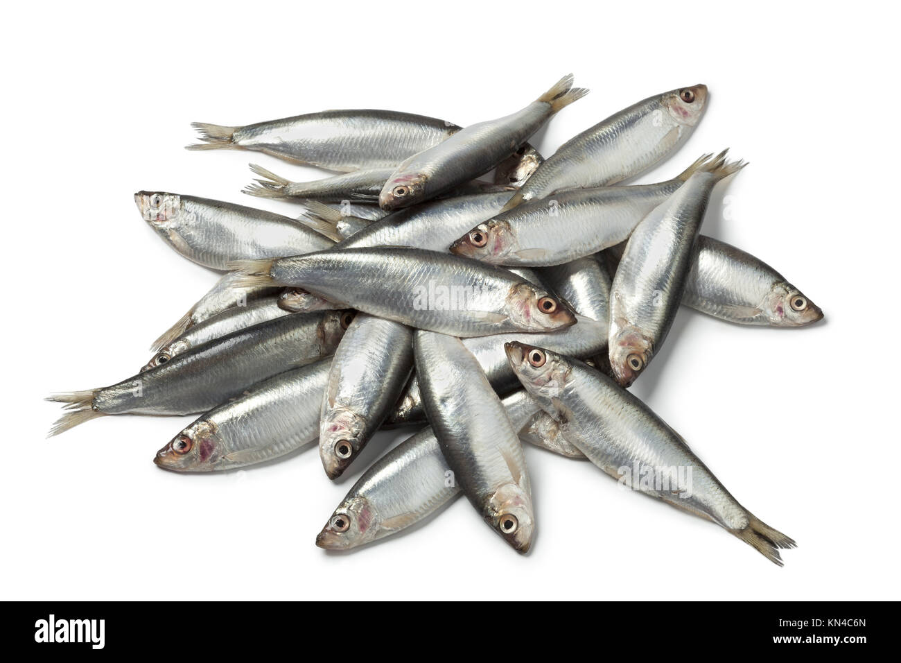 Sprattus sprat hi-res stock photography and images - Alamy
