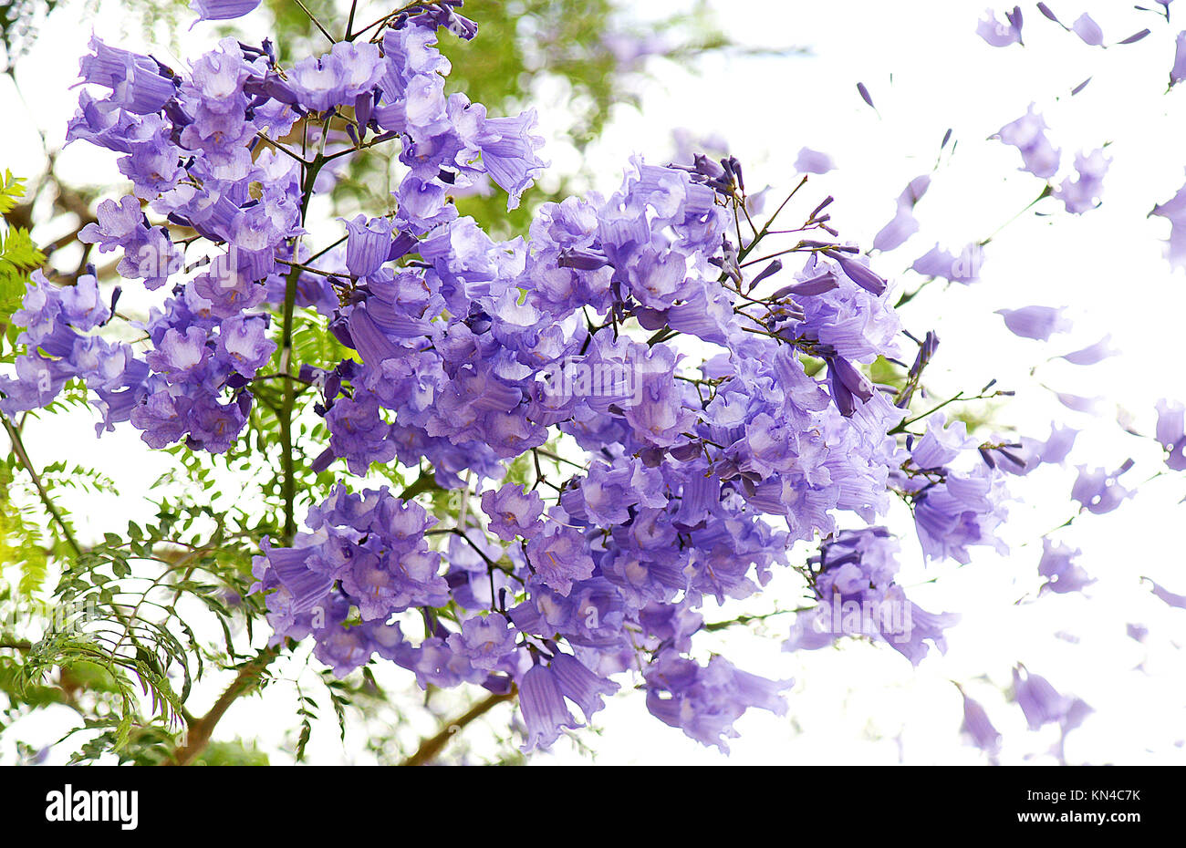 Jacaranda Branch High Resolution Stock Photography and Images - Alamy