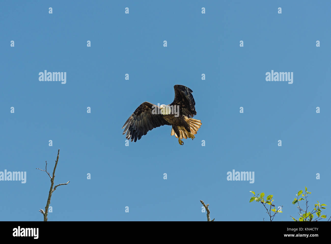Canadian bald eagle taking off from perch. Photo taken by chance from a ...