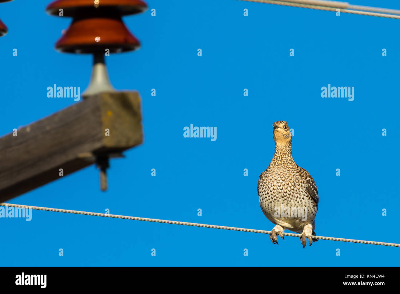 Sharp-tailed grouse (Tympanuchus phasianellus) on a wire. South Dakota ...
