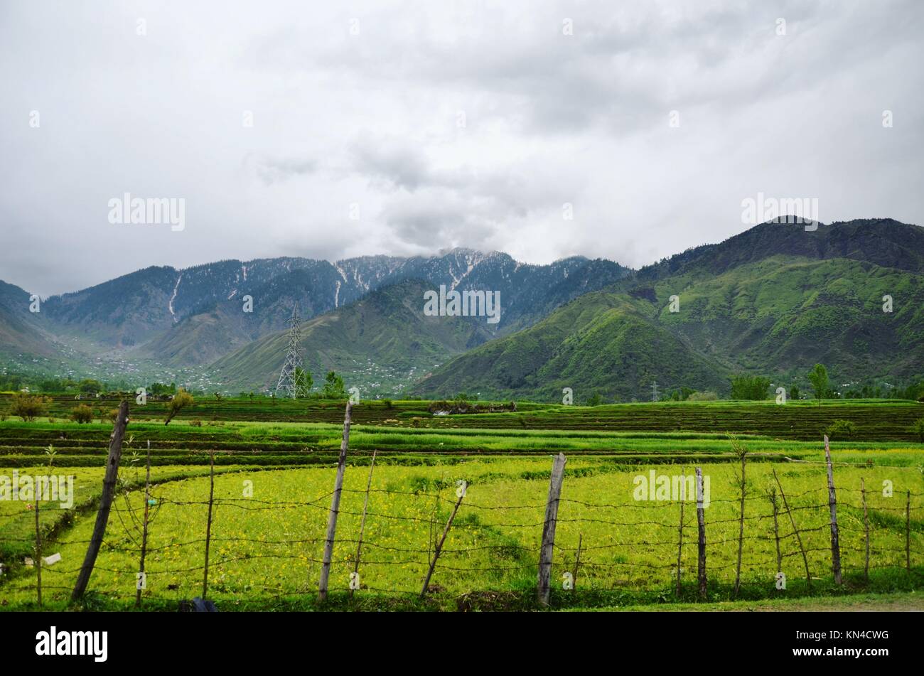 Deodar trees pakistan hi-res stock photography and images - Alamy
