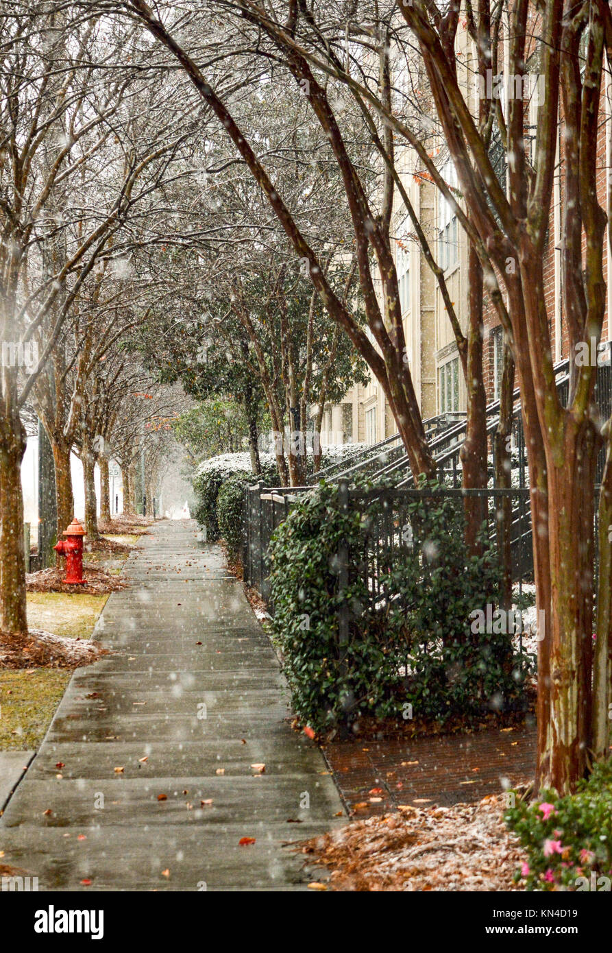 Snow falling on a tree covered pathway Stock Photo - Alamy
