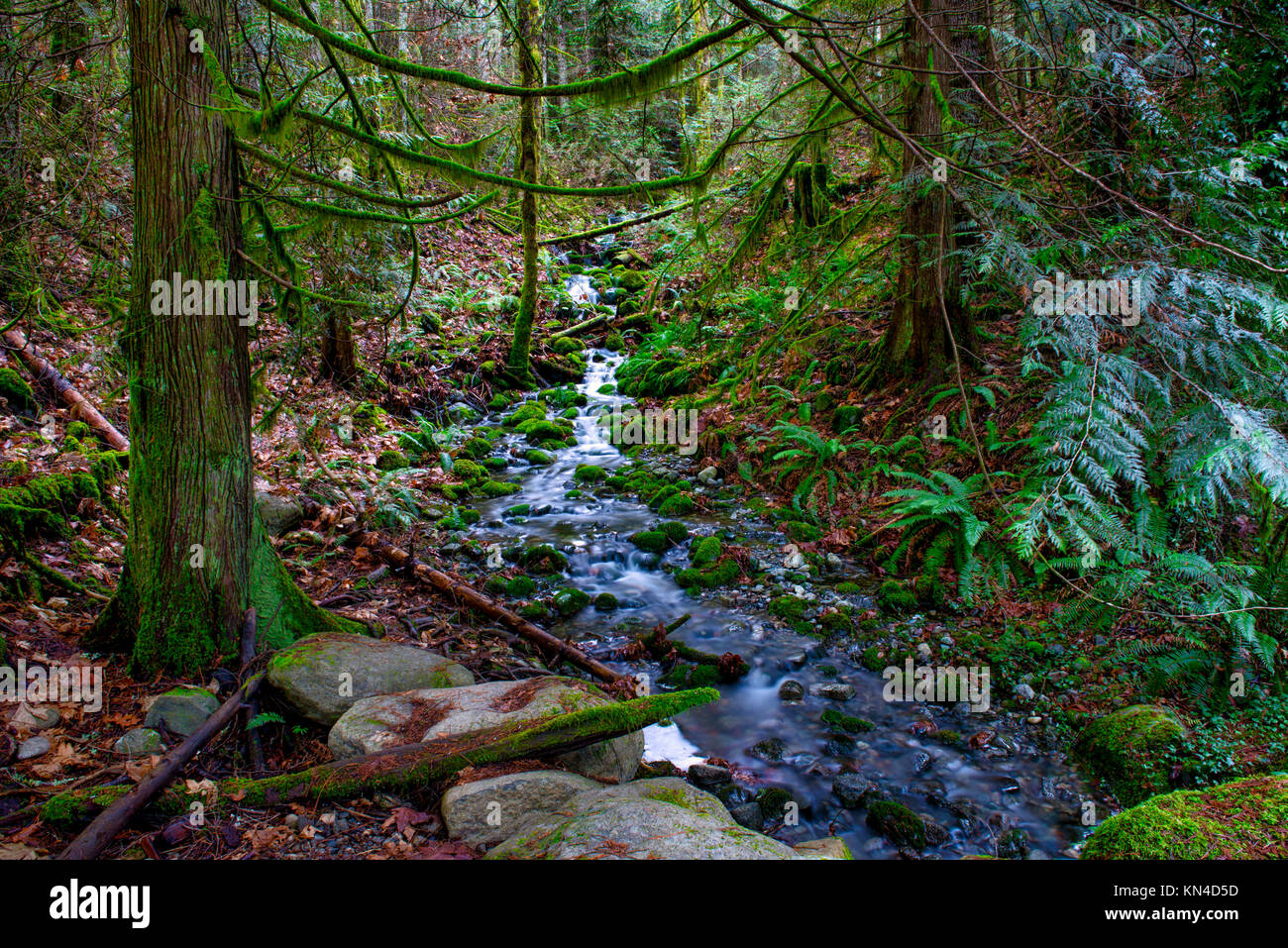 View of small waterfall stream and old growth rain forest in the trails ...