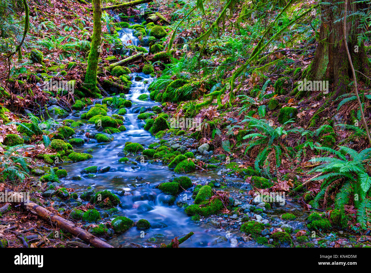View of small waterfall stream and old growth rain forest in the trails ...