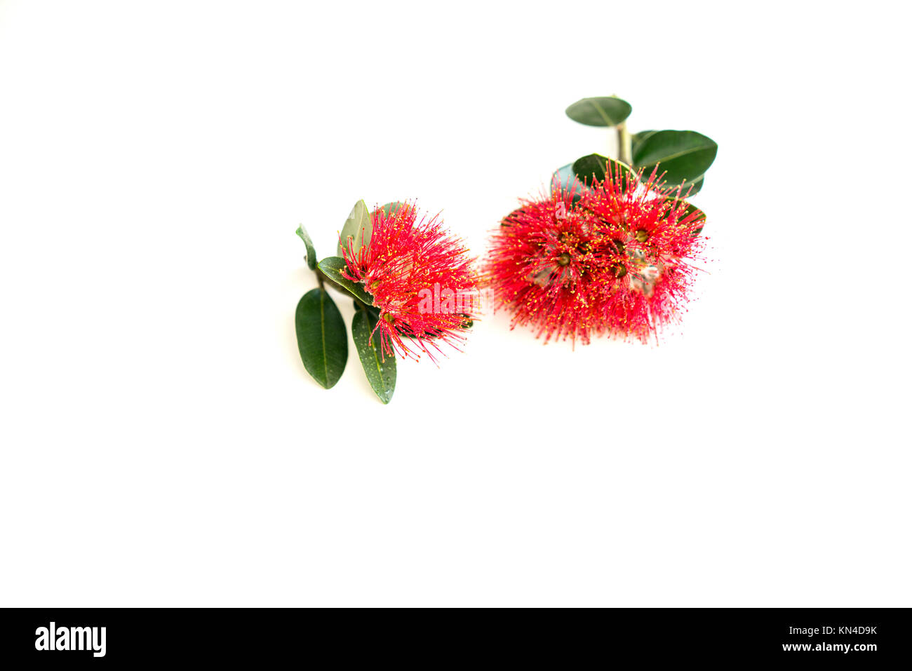 Pohutukawa on white new zealand hi-res stock photography and images - Alamy