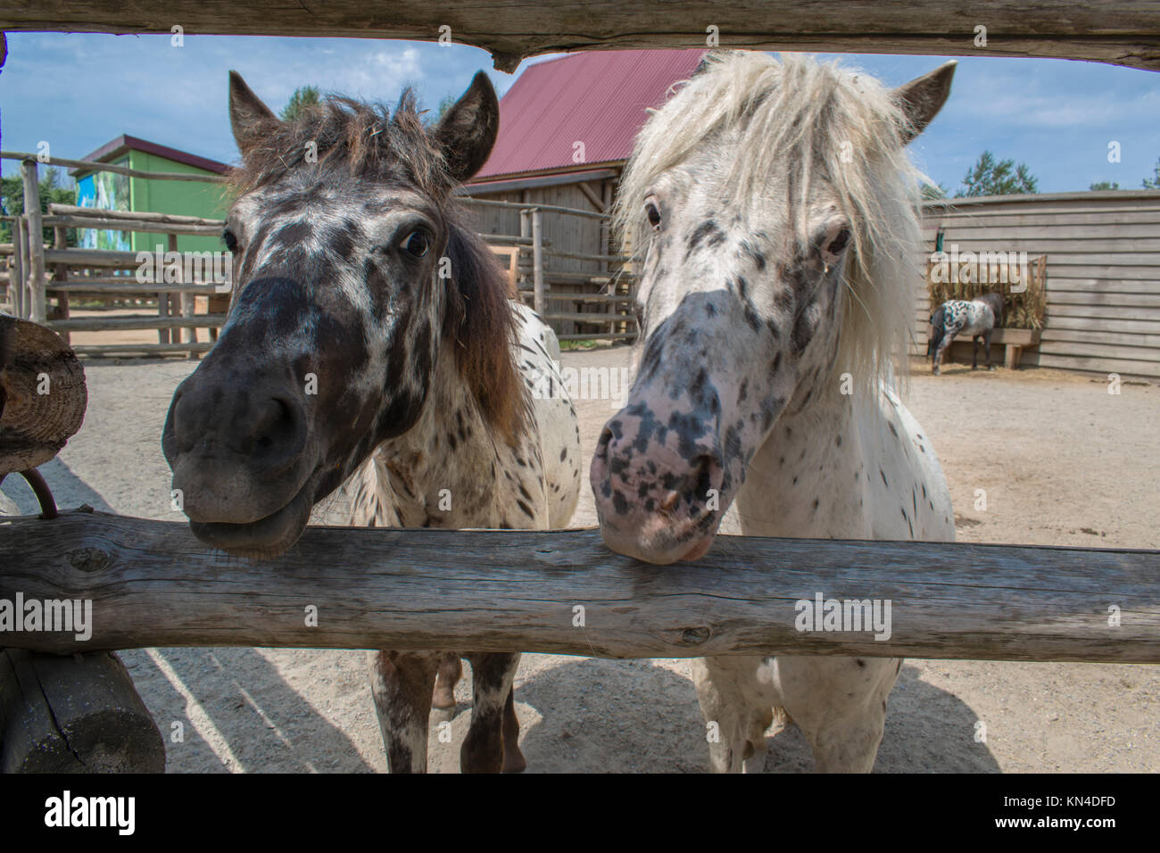 Two ponies look with a smart look Stock Photo - Alamy