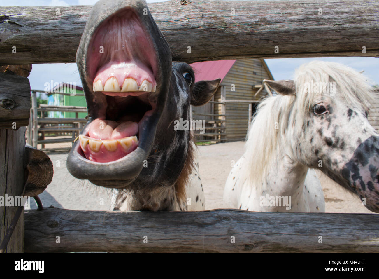 The pony laughs and shows his teeth Stock Photo - Alamy