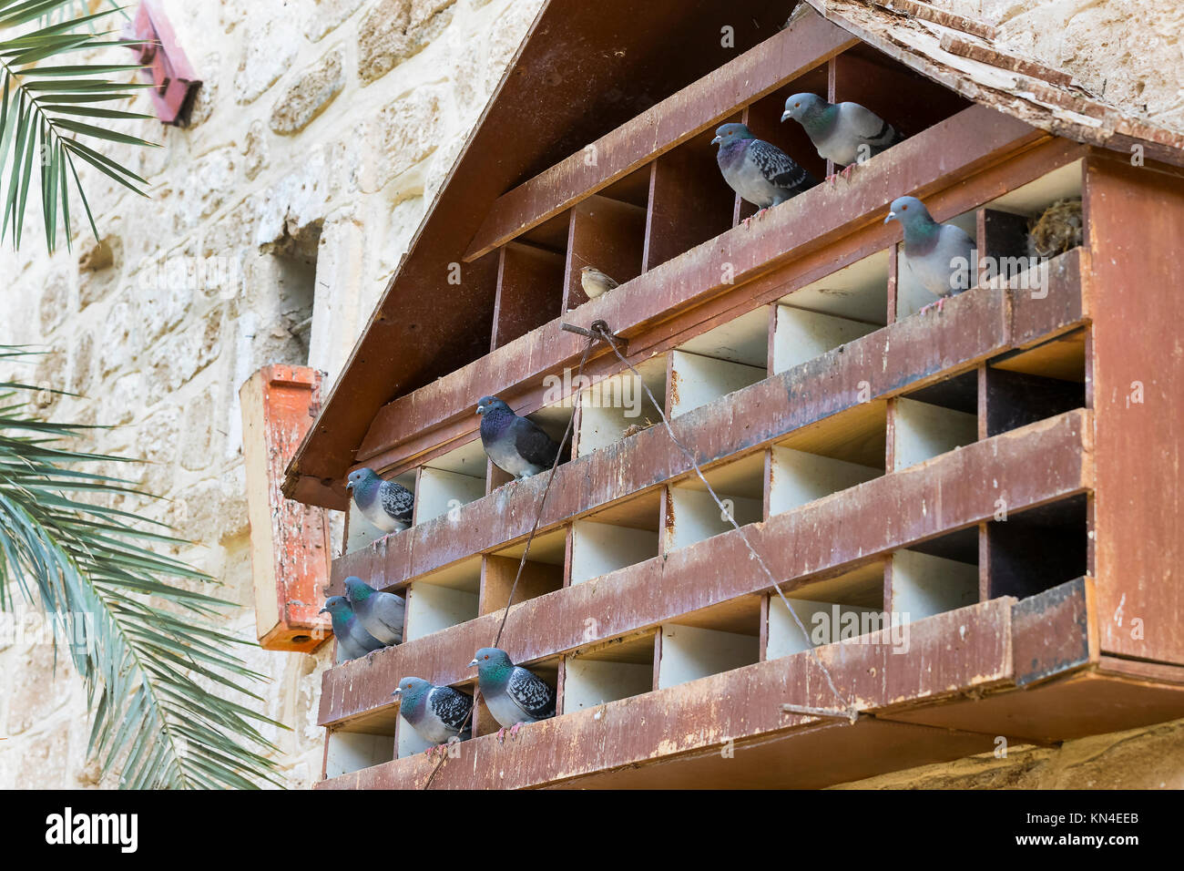 Dovecote big wooden house for birds of pigeons Stock Photo - Alamy