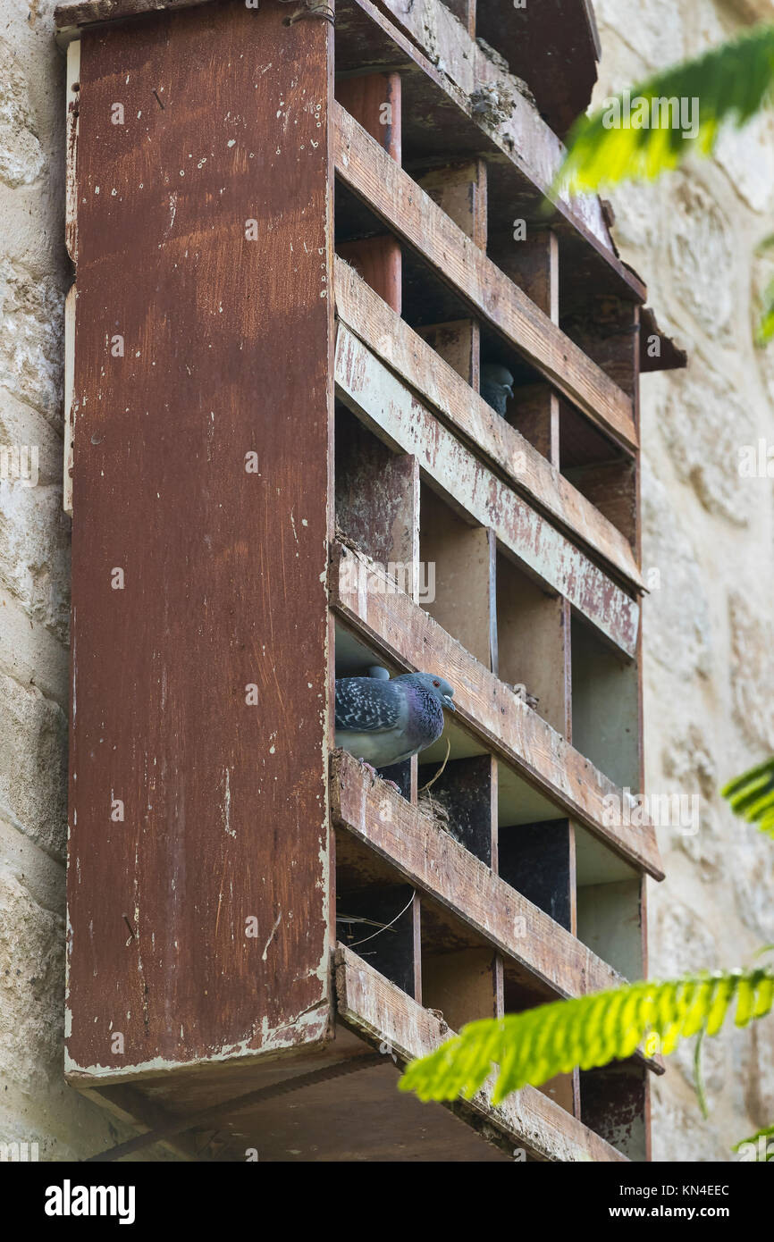 Dovecote big wooden house for birds of pigeons Stock Photo - Alamy