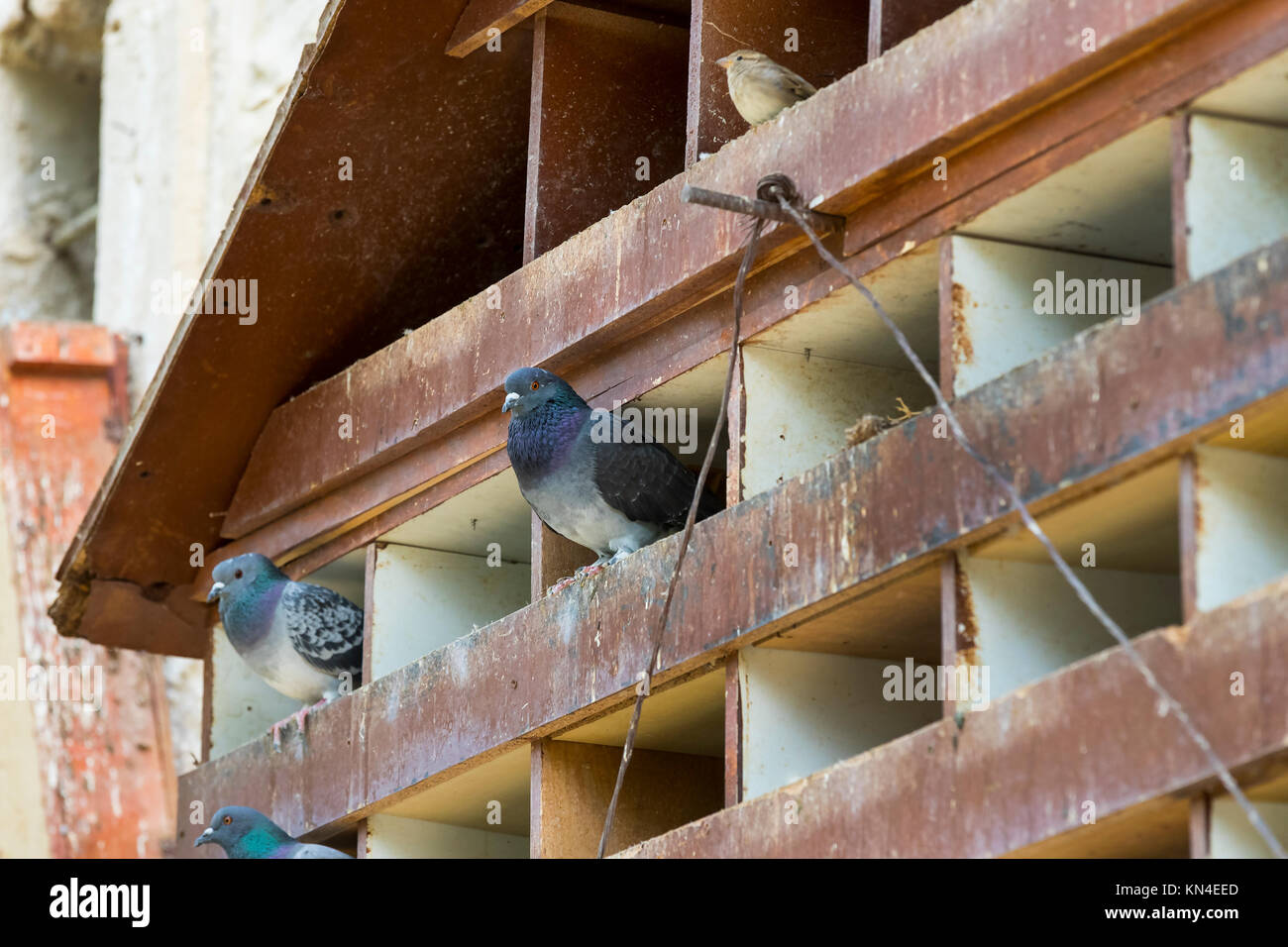 Dovecote big wooden house for birds of pigeons Stock Photo - Alamy