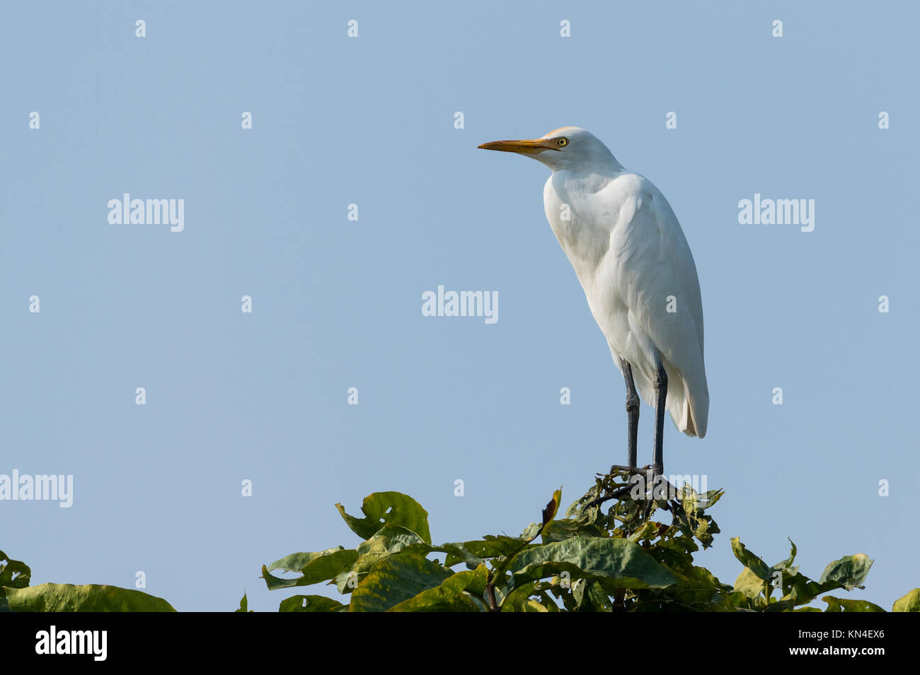 Gret white egret hi-res stock photography and images - Alamy