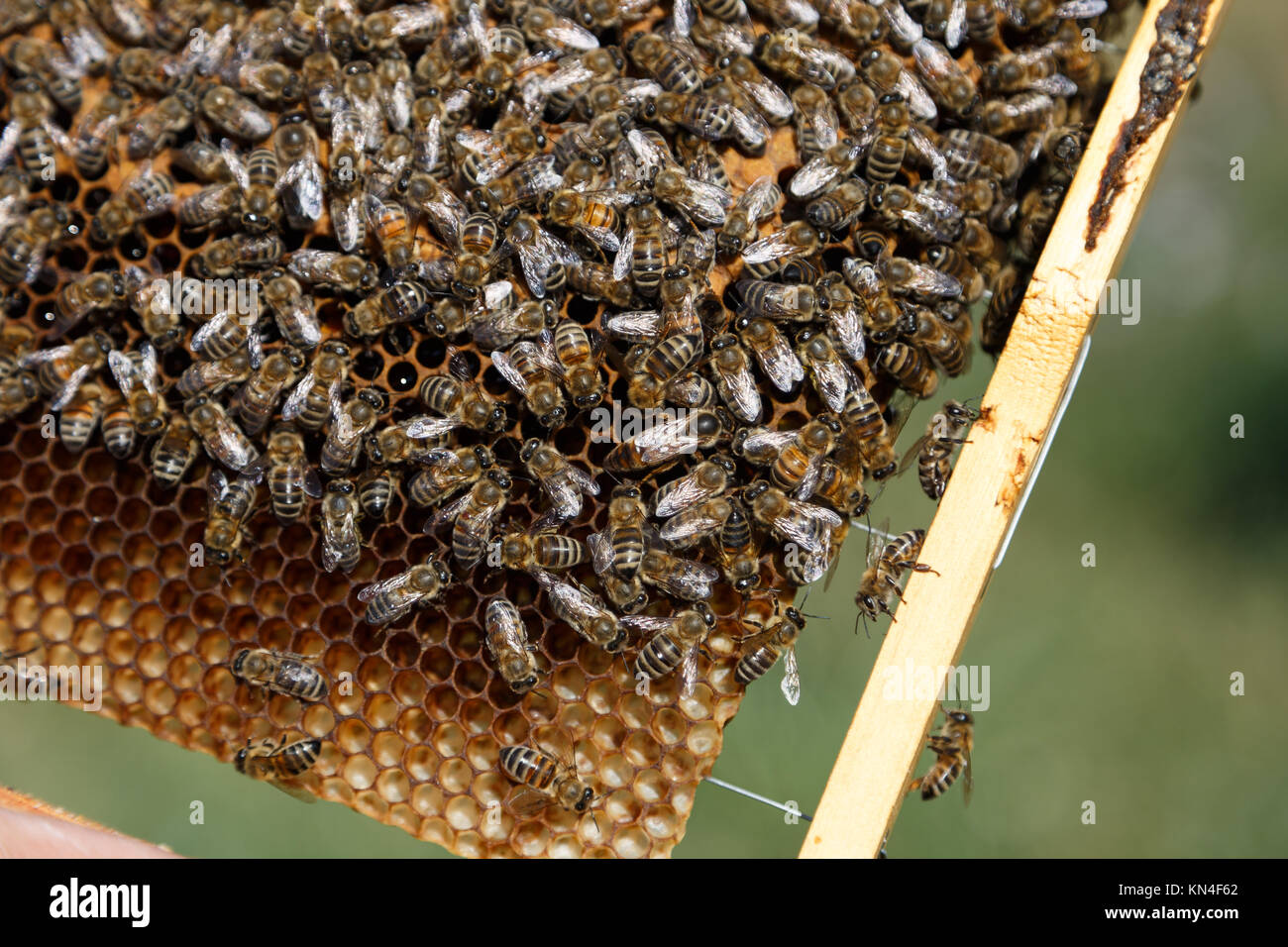 Honey bees to produce organic Bio honey, propolis and collect pollen in ...