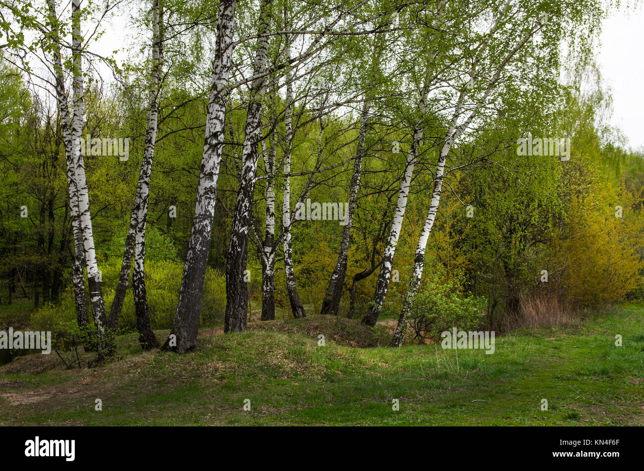 Pond in the forest near Moscow, surrounded by fresh spring greens Stock ...