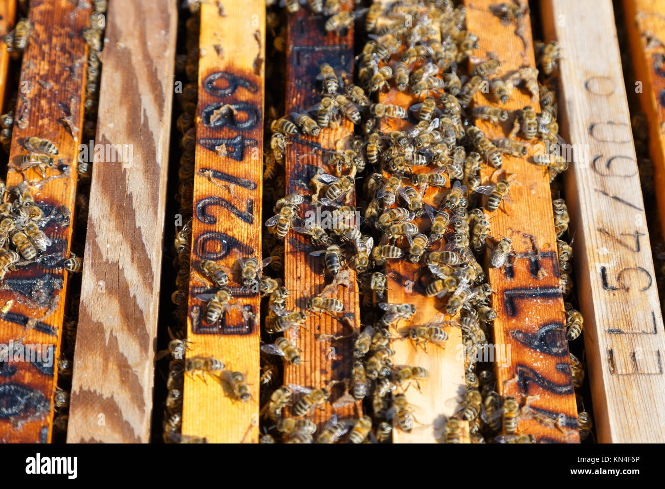 Honey bees to produce organic Bio honey, propolis and collect pollen in ...