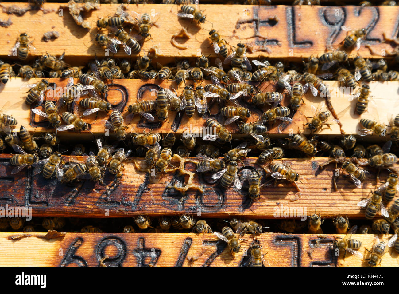 Honey bees to produce organic Bio honey, propolis and collect pollen in ...
