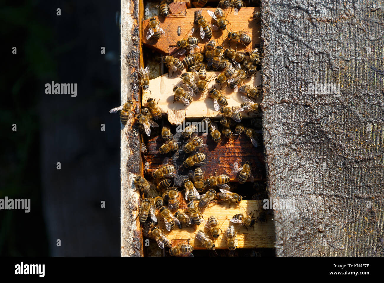 Honey bees to produce organic Bio honey, propolis and collect pollen in ...