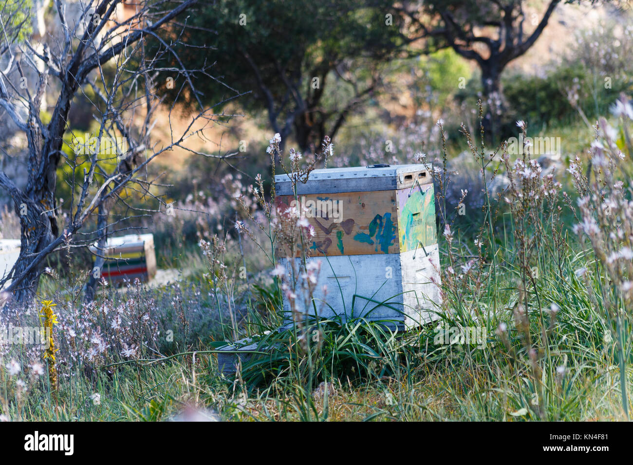 Crete honey bees hi-res stock photography and images - Alamy