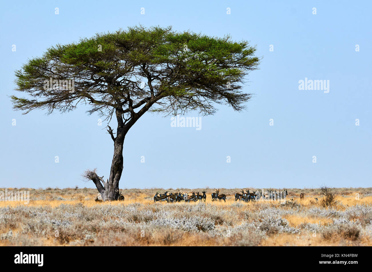 In Namibia, a beautiful Springboks herd sheltering from the hot sun ...
