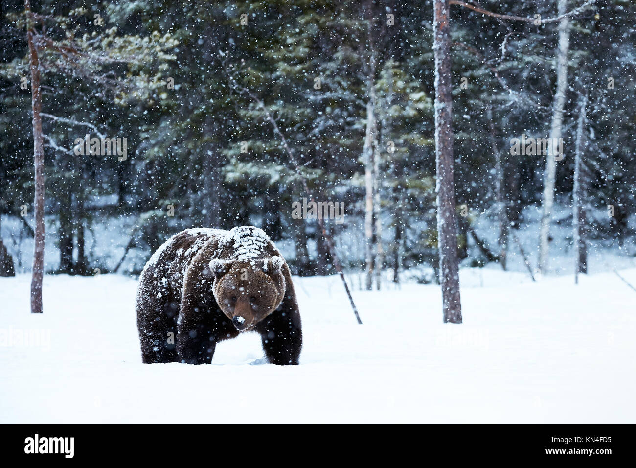 beautiful brown bear walking in the snow in Finland while descending a ...